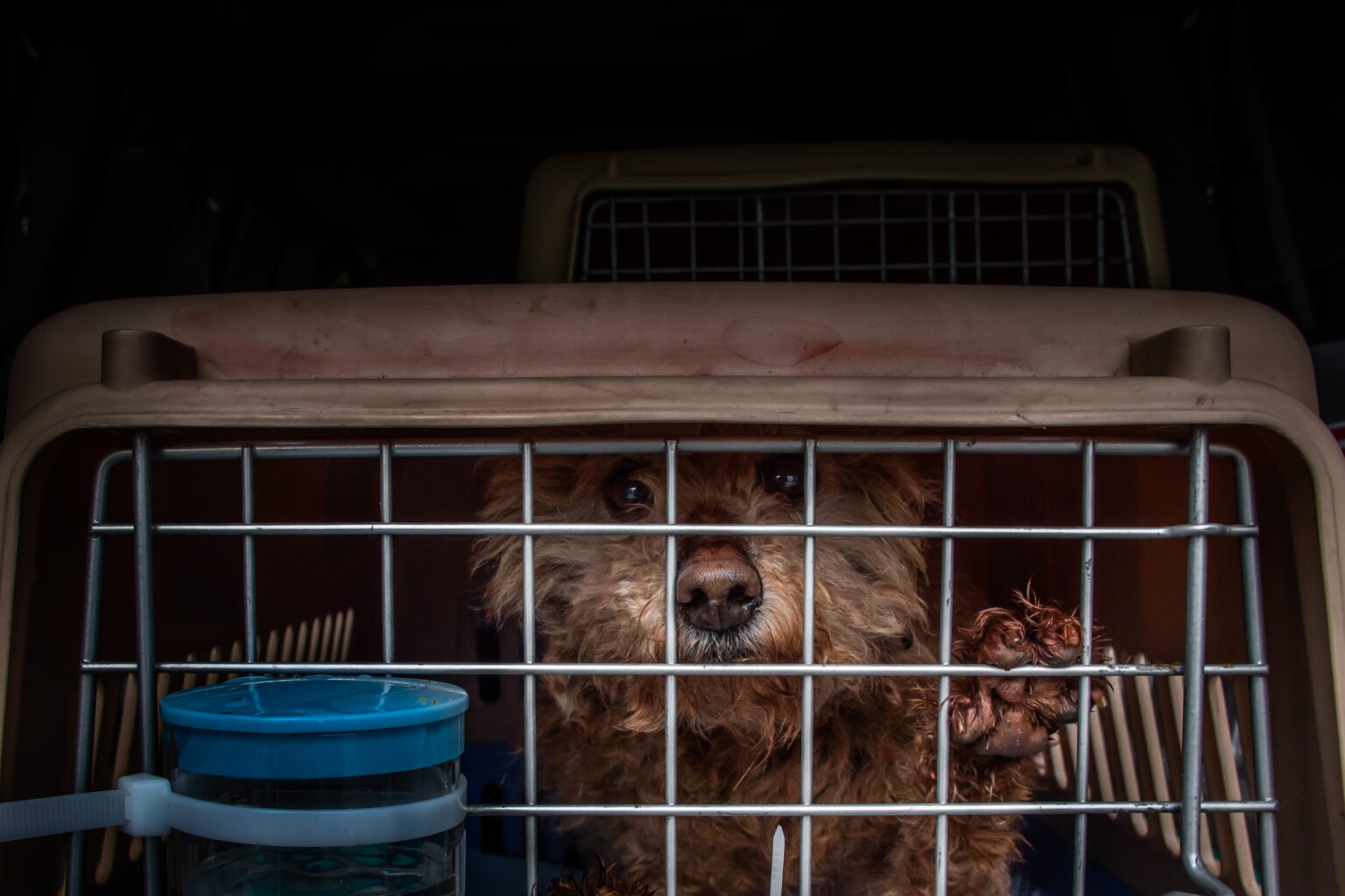 Lucky Dog: How No Dogs Left Behind Is Tearing Down the Dog Meat Trade ...